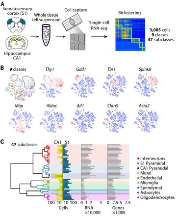 Single Cell RNA Sequencing Reveals Unknown Cell Types In The Brain RNA Seq Blog