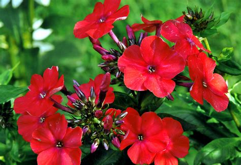 Summer Flowers Long Blooming Summer Flowers Summer Perennials