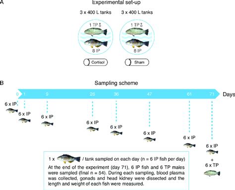 experimental set up a and sampling scheme b three tanks acted as