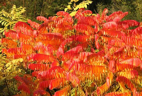 Rhus Typhina Höstfärg Greenspire Trädgårdskonsult