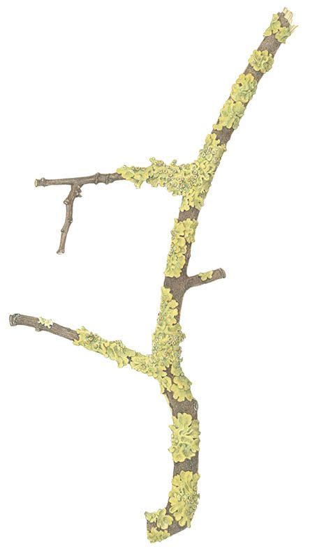 Love Lichens Page 3 Christina Hart Davies Lichen Love Art