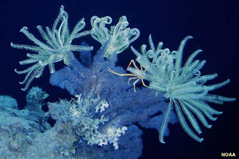 1510 Marine Animals In Benthic Environments Echinodermata Geosciences Libretexts