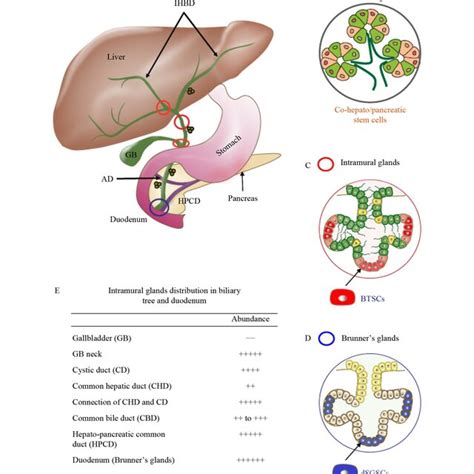 Extrahepatic Stemprogenitor Cell Sources For Cell Therapies For The