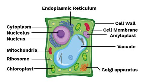 Cell Structure And Functions Class 8 Chapter 8 Science Notes