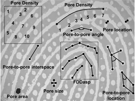 Schematic Measurements Of Sweat Pore Parameters Download Scientific
