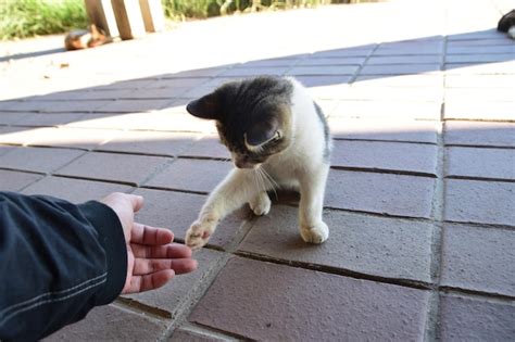 Premium Photo Full Length Of Hand Holding Cat On Footpath
