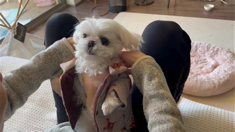 해피랑 집 앞 코스트코 다녀온 이야기 Youtube