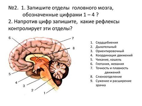 Головной мозг презентация онлайн