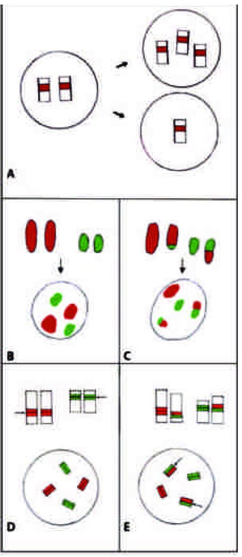 Diagnosis Of Numerical And Structural Chromosome Aberrations In The Download Scientific Diagram
