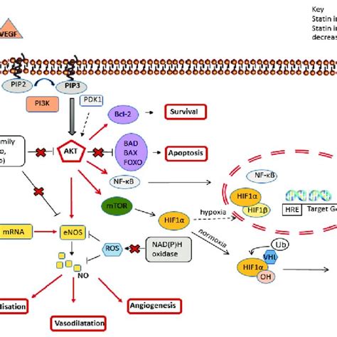 Schematic Representation Of Possible Atorvastatin Effects In Pi3k Akt Download Scientific