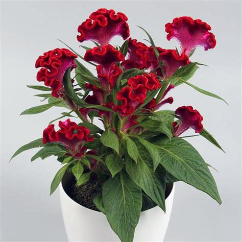 گیاه تاج خروسی آینده نگاران مغز