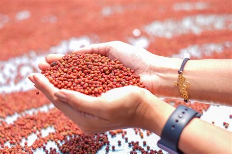 កម្ពុ ជាមាន ប្រពៃណី ជាង ៧០០ ឆ្នាំ មកហើយ ក្នុង ការដាំដុះ ម្រេច ហើយធ្លាប់បាននាំចេញរហូតដល់