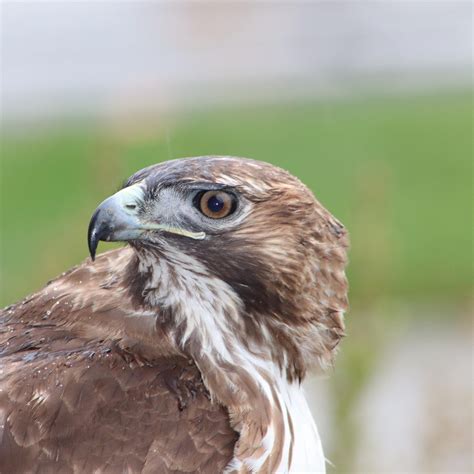 Red Tail Hawk Bird Of Prey Free Photo On Pixabay
