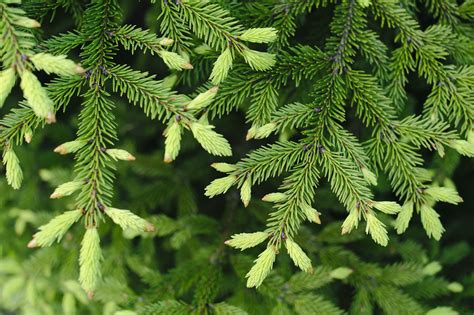 Free Photo Spruce Tips Botany Northern Tree Free Download Jooinn