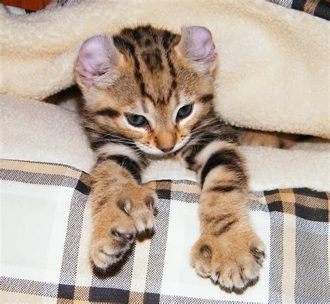 American Polydactyl Cat Cute Cats