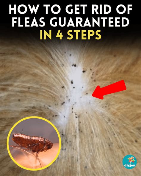 How to Get Rid of Fleas in 4 Steps | DIY Joy