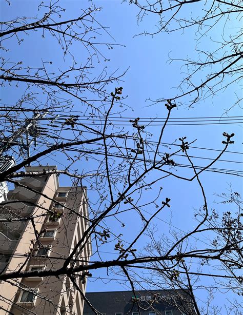 Spring Fair♪ 英国アンティークの花便り New Arrivals！その1