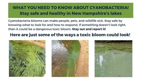 Cyanobacteria Nh Lakes