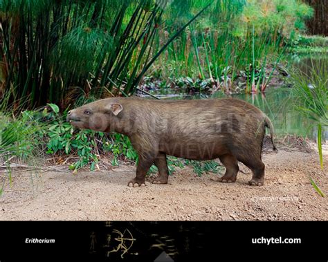 Eritherium зображення купити недорого Uchytel