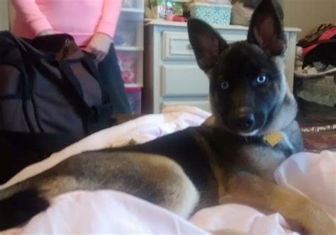Belusky Dog Breed Information And Pictures
