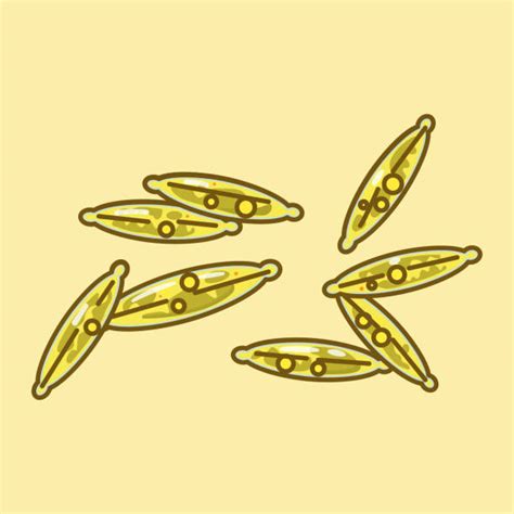 80 Microalgae Stock Illustrations Graphiques Vectoriels Libre De Droits Et Clip Art Istock