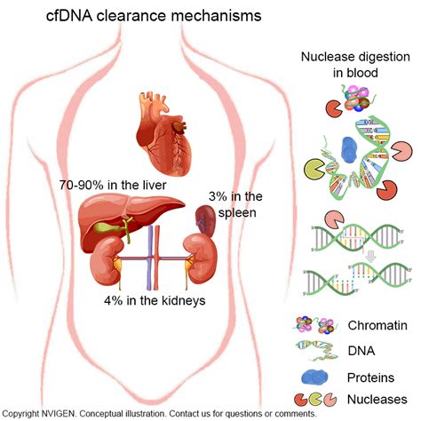 CfDNA Cell Free DNA CfDNA Extraction Basics Development NVIGEN