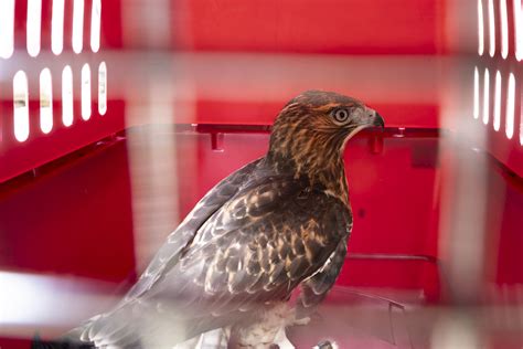 A Homecoming In The Treetops The Journey Of A Young Red Shouldered