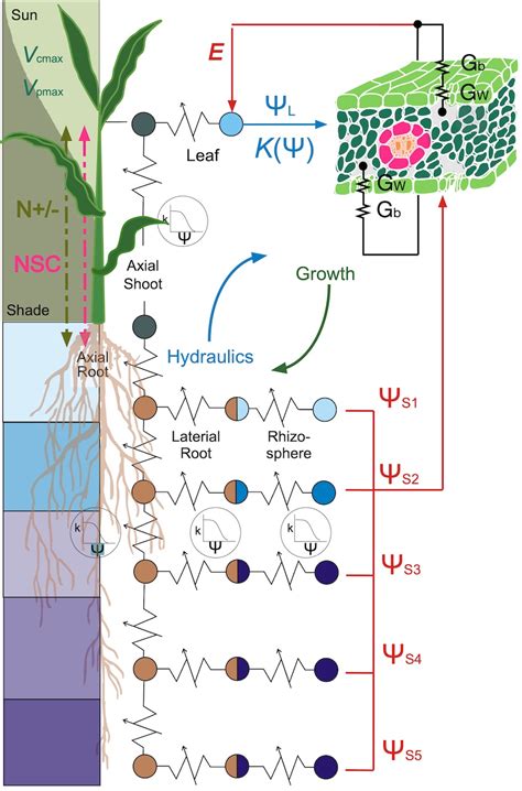 GitHub Dscottmackay TREES Workshop 2020 This Repository Contains Materials For Learning On
