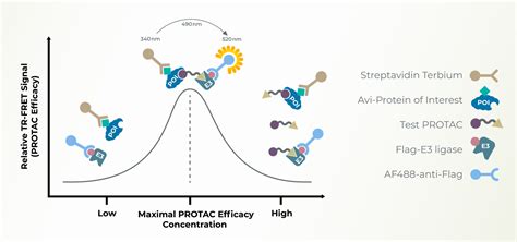 Protac Ternary Complex Assays Lifesensors
