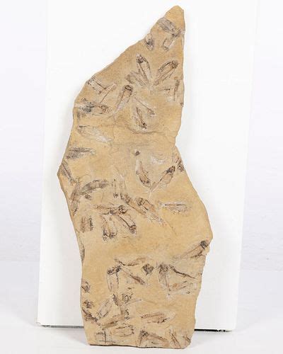 Fish Fossil Fragment Sold At Auction On 20th June Bidsquare