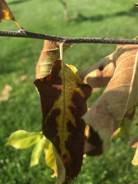 Apple Disease Identification Help Needed General Fruit Growing Growing Fruit