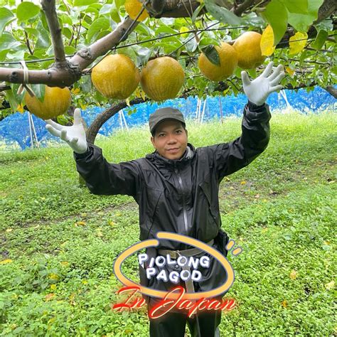 Pear Problem This Year Pear Problem This Year Every Year Different Types Of Problem Or