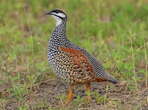 Exploring The Chinese Francolin A Fascinating Bird Species