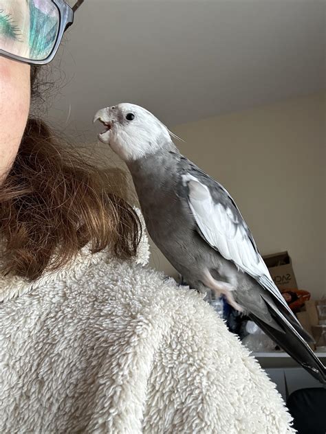 Angry Birb Rcockatiel