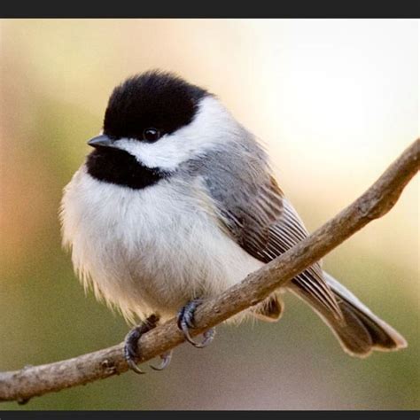 🦄 Chickadee In The Tree Chickadee
