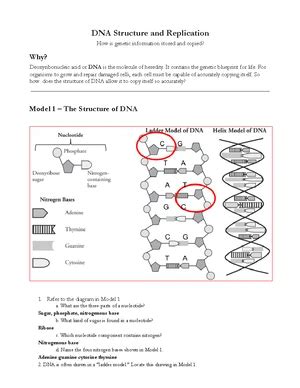 U6M1A4 - Pogil - DNA Structure & Replication Study Guide - Studocu