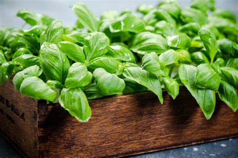 Companion Plants Of Basil At Kurt Scott Blog