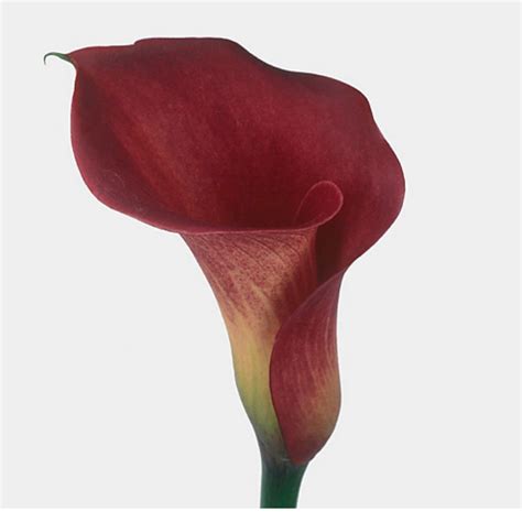 Calla Blushing Lady Floral Reserve