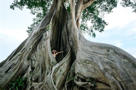 Bayan Ancient Tree In Bali The Kayu Putih Giant Tree