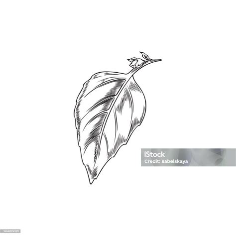 Basil Leaf Hand Drawn Sketch Vector Illustration Isolated On White