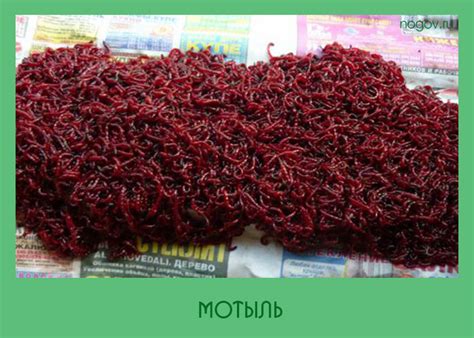 Мотыль | О рыбалке
