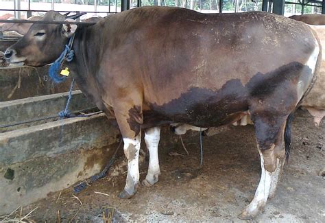 Gambar Sapi Bali 15 Sarang Sapi