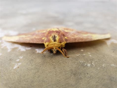 Fuzzy Boi R Entomology