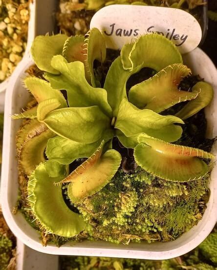 Jaws Smiley Venus Flytrap Dionaea Pictures Mi Flytraps
