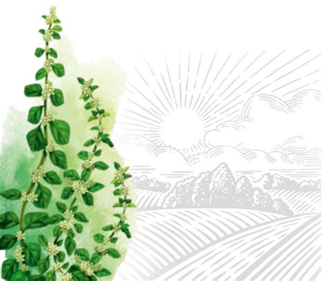 Pol Pala Erva Woolly Pol Pala Herb What Helps Description