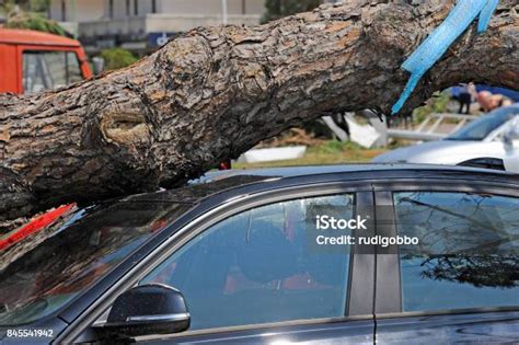 อุบัติเหตุต้นไม้ล้ม ภาพสต็อก ดาวน์โหลดรูปภาพตอนนี้ รถยนต์ ยานยนต์ ต้นไม้ การตี การ