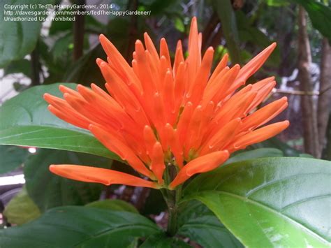 Plantfiles Pictures Justicia Species Summer Sun Justicia Orange