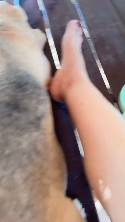 So Relaxing 🐶 Dog Cat Dog Dog Dog Bee Kian Youtube