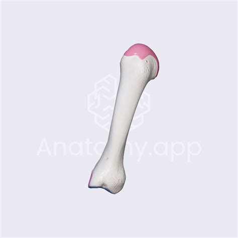 Second Metacarpal Bone Anatomyapp