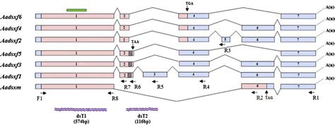 Schematic Representation Of Splice Forms Of Aadsx Pre Mrna Showing The